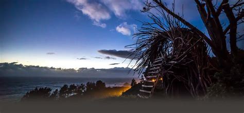 Treebonesresorthumannest2016 2