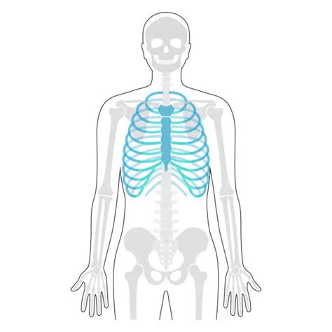 Free Anat Rib Cage Clipart Images Freeimages