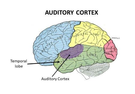 Auditory Cortex Function Functions Of Specific Cortical Areas