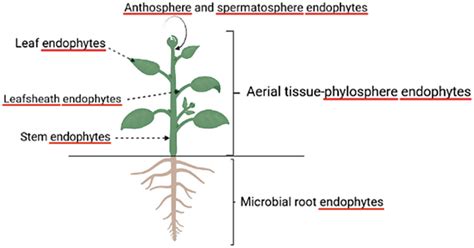 Microbial Endophytes Best Alternatives To Synthetic Agrochemicals To