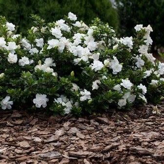 Gardenia Jasminoides Cape Jasmine 5 Seed Pack Online Seed Store