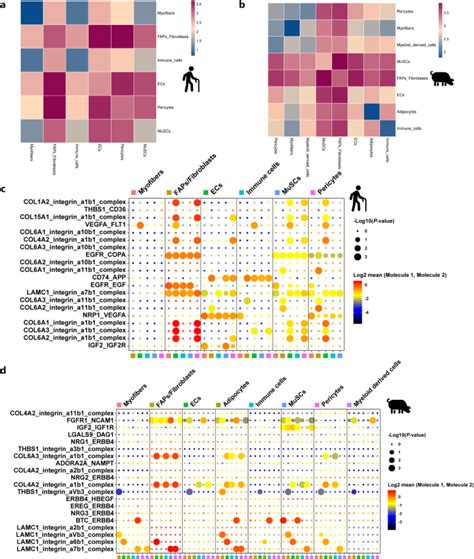 Integrative Cross Species Analysis Reveals Conserved And Unique Signatures In Fatty Skeletal