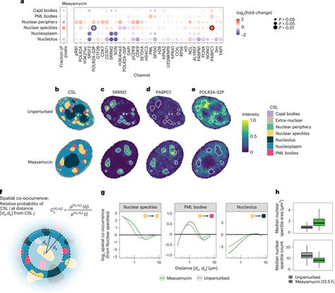 Molecular Composition And Spatial Organization Of Subcellular Landmarks