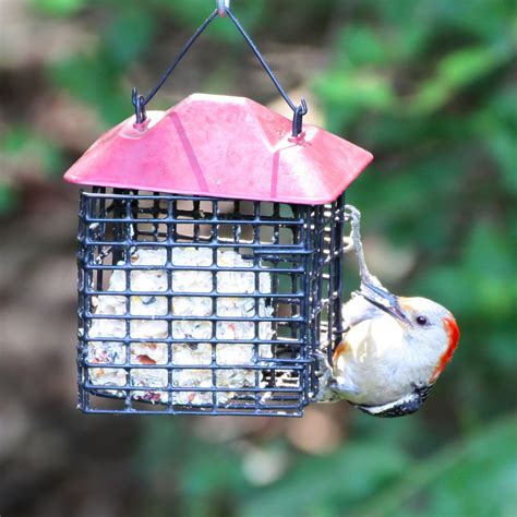 Lyric Fruit And Nut Suet Cakes Wild Bird Food 12 Oz Tray 12 Count
