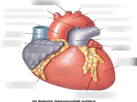 Heart 2 Diagram Quizlet