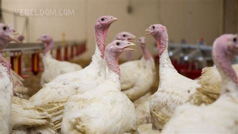 Feeding Turkeys Optimal Diet Selection Of Feed Vesela Farm