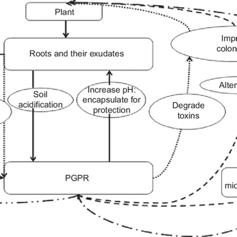 Interaction Of Plant Root Exudates Pathogens Pgpr And Other