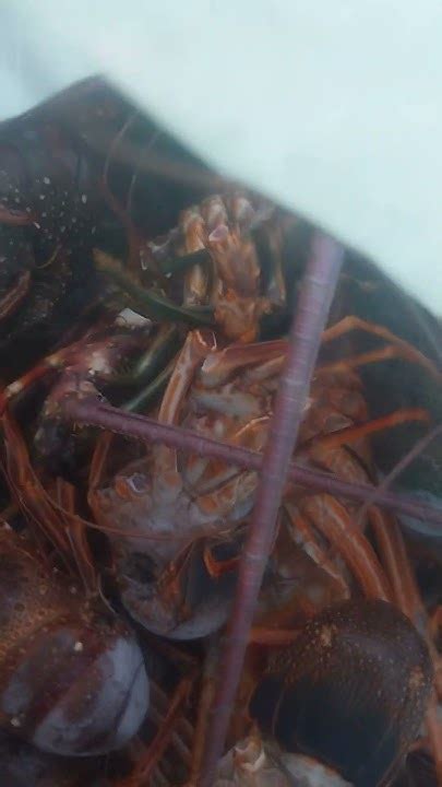 Vamos Comer Lagostinha Youtube