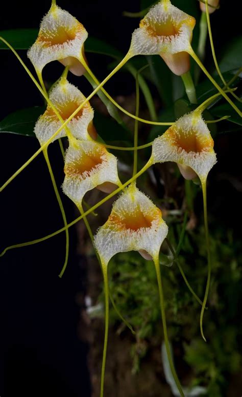 Masdevallia Strobelii 💐 Flores Orquideas Orquideas Plantas