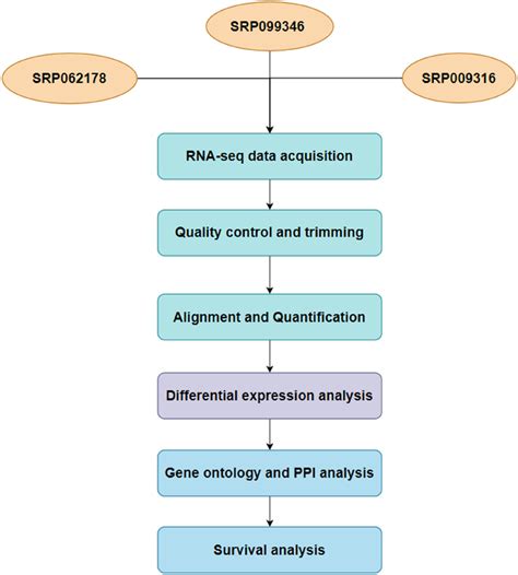 A Diagrammatic Representation Of The Various Analyses Performed In This