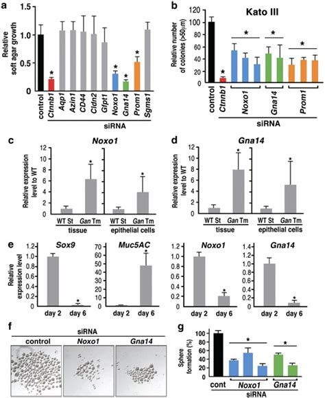 The Roles Of Noxo1 And Gna14 In Tumorigenicity And Stemness