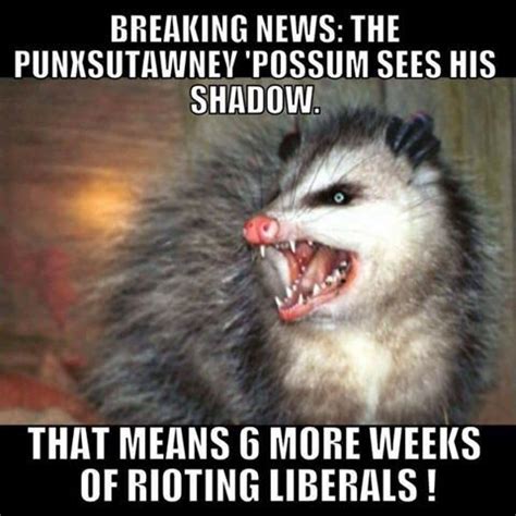 Angry Possum Memes
