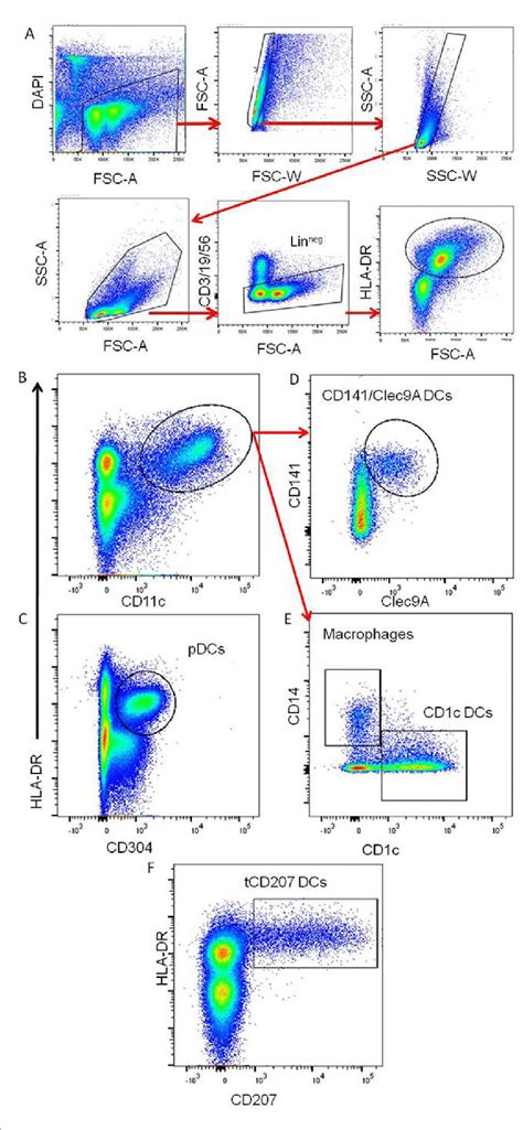 Identification Of Different Dc Subsets In Tonsils Representative Download Scientific Diagram