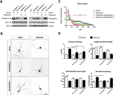 Figure 1 From Ncam2 Regulates Dendritic And Axonal Differentiation Through The Cytoskeletal