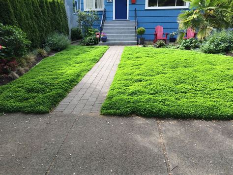 Micro Clover Lawn