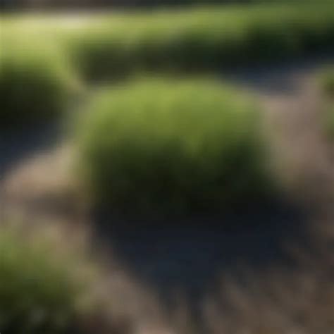 Mastering Top Dressing Techniques For Bermuda Grass