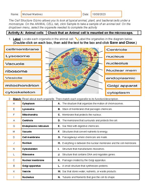 Cell Structure Gizmo Animal And Plant Cell Activities Guide Studocu