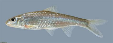 Silver Chub Alchetron The Free Social Encyclopedia