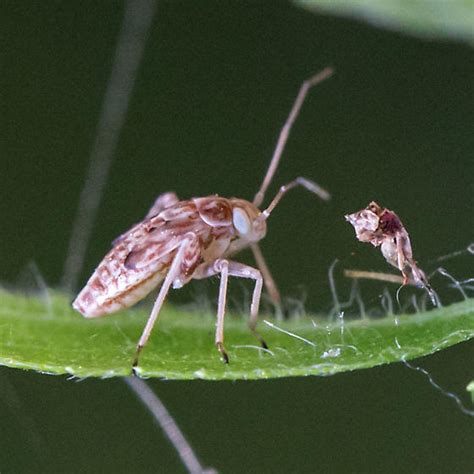 Plant Bug Bugguidenet