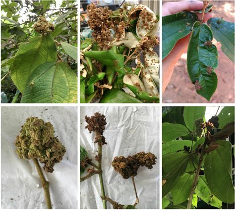 Typical Gall Symptoms Caused By Ditylenchus Gallaeformans Observed On