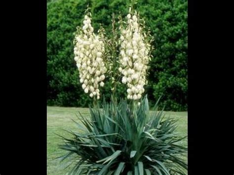 Edible Yucca 5 Secret Uses You Wont Believe Must Read