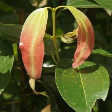 Muda De Canela Tempero Caneleiro Cinnamomum Verum Plantas Dona