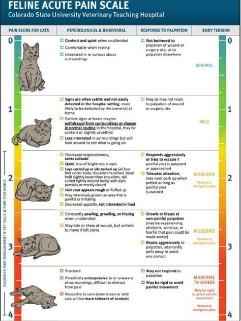Pin On Cat Health Tips