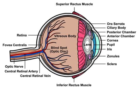 Anatomy Of Ciliary Body Imaging Of The Ciliary Body Of A Normal Human