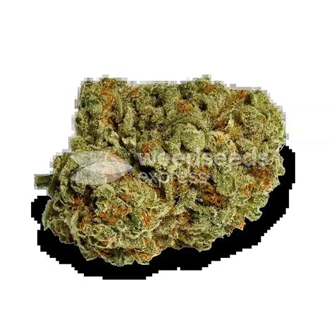 Afghani Feminised Cannabis Seeds Wse Australia