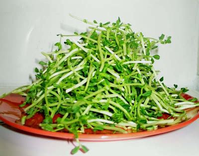 Stir Fried Dou Miao Snow Pea Shoots Sprouts