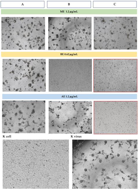 Microorganisms An Open Access Journal From Mdpi
