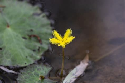 Yellow Snowflake Or Nymphoides Geminata Floating Aquatic Pond Plant