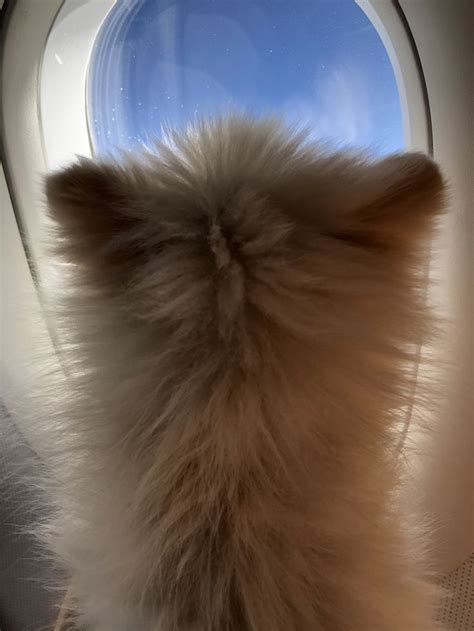 Pin By Jessica Elizabeth On Pom Mom ️ Pom Mom Wearable Samsung Gear Watch