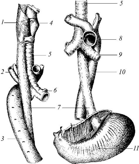Jednjak Hrvatska Enciklopedija