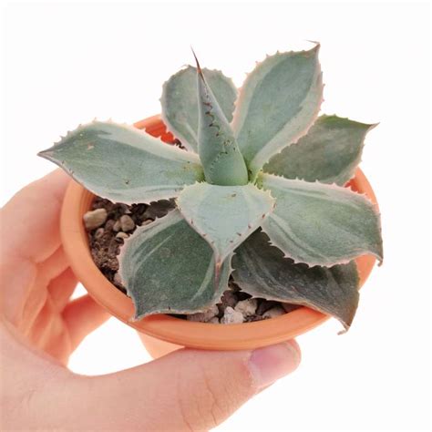 Agave Pygmaea F Variegata 10 Cm Agavaceae Giromagi Vendita Piante Grasse