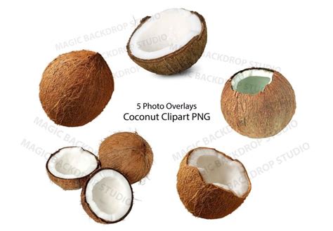 Coconut Coconuts Fruit Png Bundle Foods Fruits Palm Trees Clip Art
