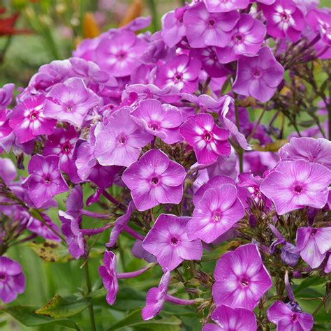 Laura Phlox For Sale Perennials Great Garden Plants