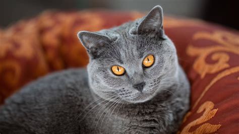 Katzenrassen Quiz Erkennst Du Diese Katzenrassen An Einem Bild