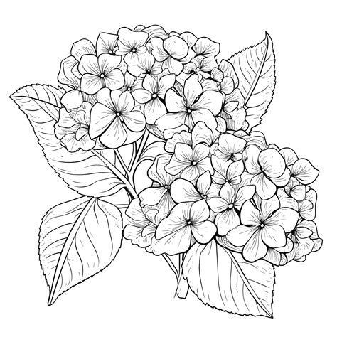 Premium Vector Hand Drawn Sketch Hydrangea Flower Illustration