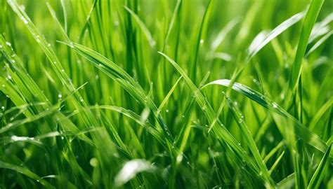 Grass Flea Facts Do Fleas Live In Grass