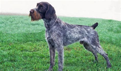 German Long Haired Pointer I Dig The Beard Outdoorsman Pinterest
