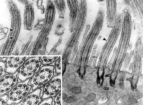 Centrosomes The Engine Of Cell Division Definition Structure
