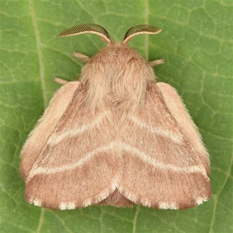 I Wish Bugs Were Real On Tumblr