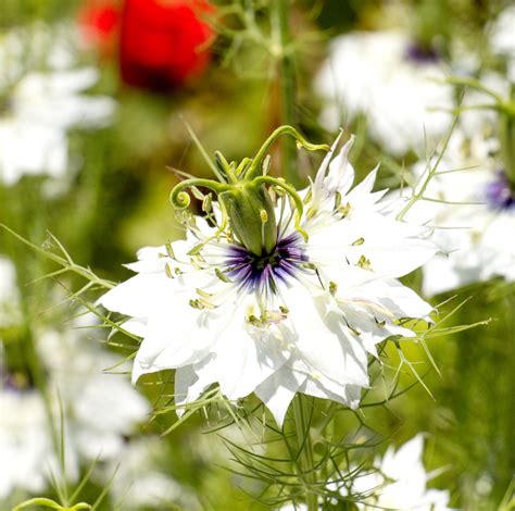 Nigella Love In A Mist Miss Jekyll White Premier Seeds Direct