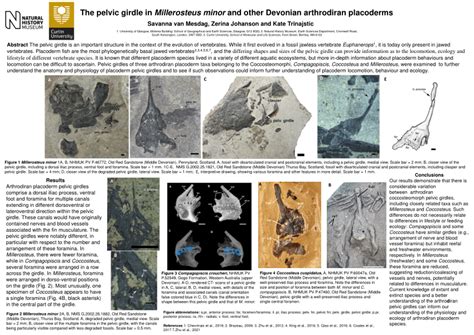 Pdf The Pelvic Girdle In Millerosteus Minor And Other Devonian