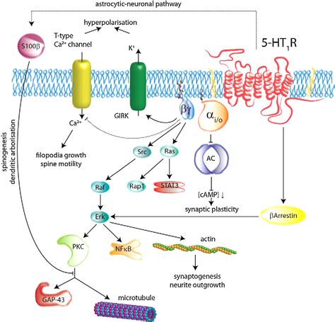Figure 1 From How Serotonin Receptors Regulate Morphogenic Signalling