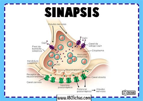 Sinapsis Dibujo Abc Fichas
