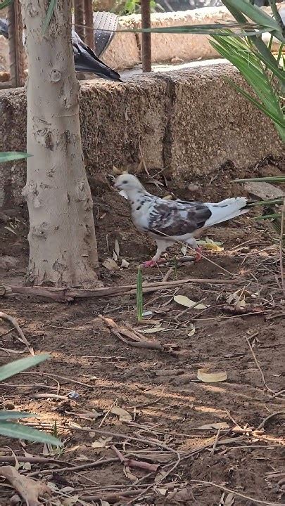 کبوتر کویر مرکزی ایران خوروبیابانک استان اصفهان، Youtube