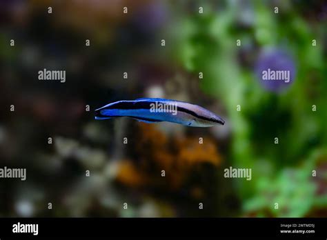 Four Line Wrasse Larabicus Quadrilineatus Is A Species Of Wrasse Native To The Red Sea And The