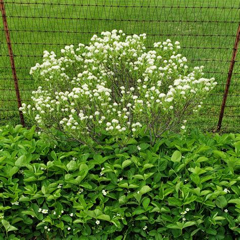 Ceanothus Herbaceus Prairie Red Root